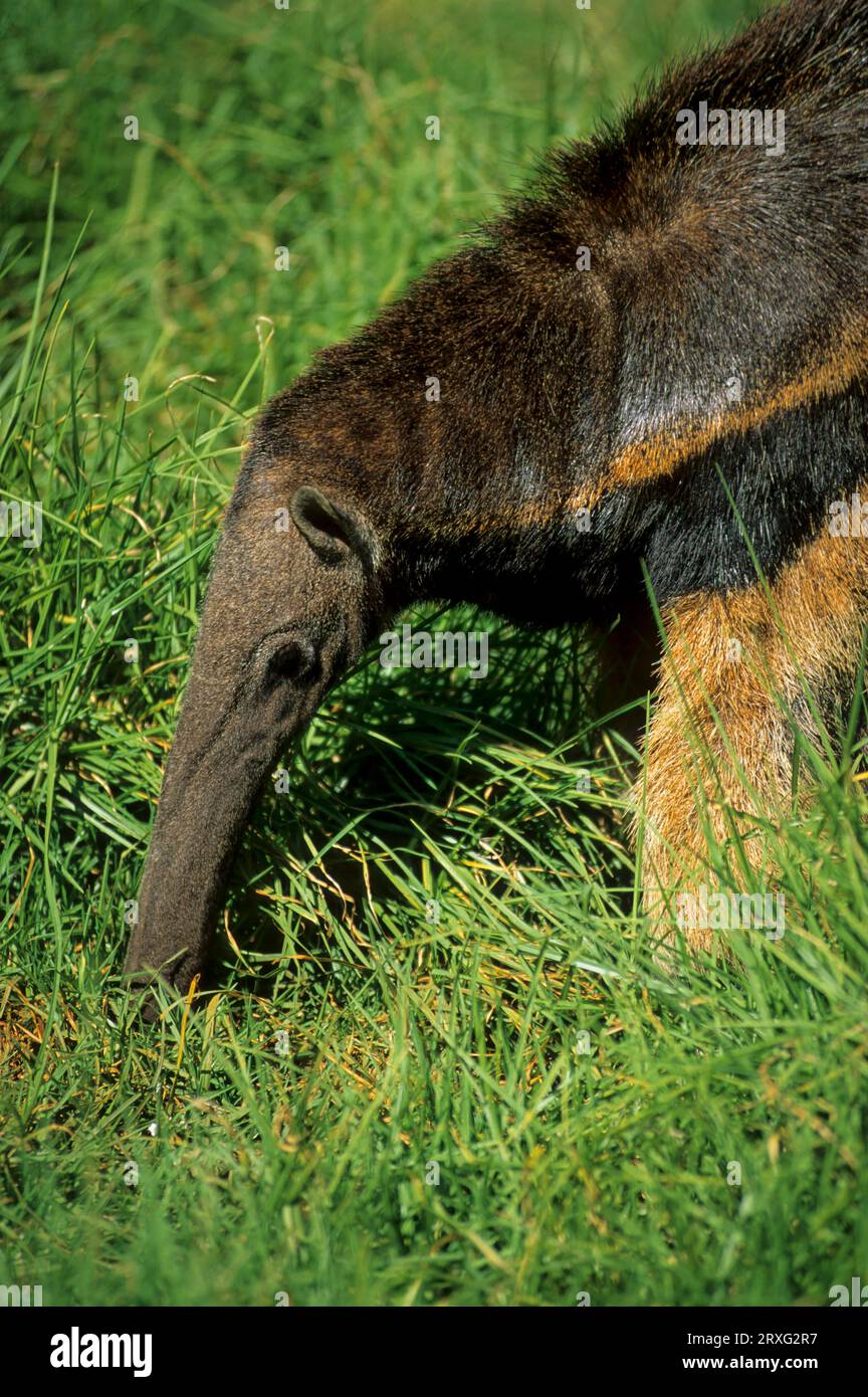 Giant anteater (Myrmecophaga tridactyla Stock Photo - Alamy
