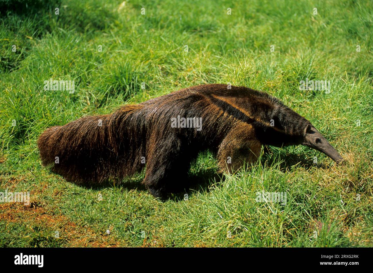Giant anteater (Myrmecophaga tridactyla Stock Photo - Alamy