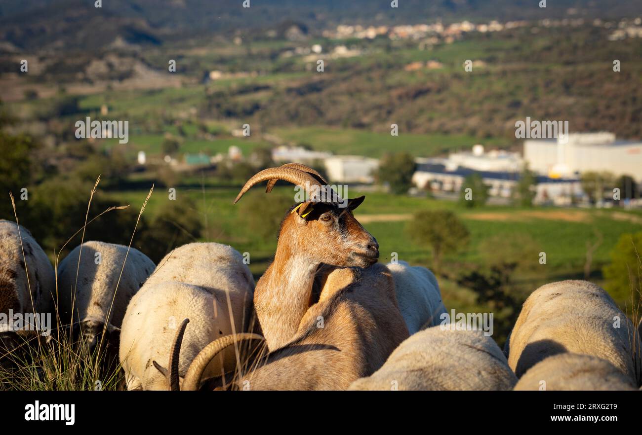 Goat (Capra aegagrus hircus) portrait among sheep (ovis aries Stock ...