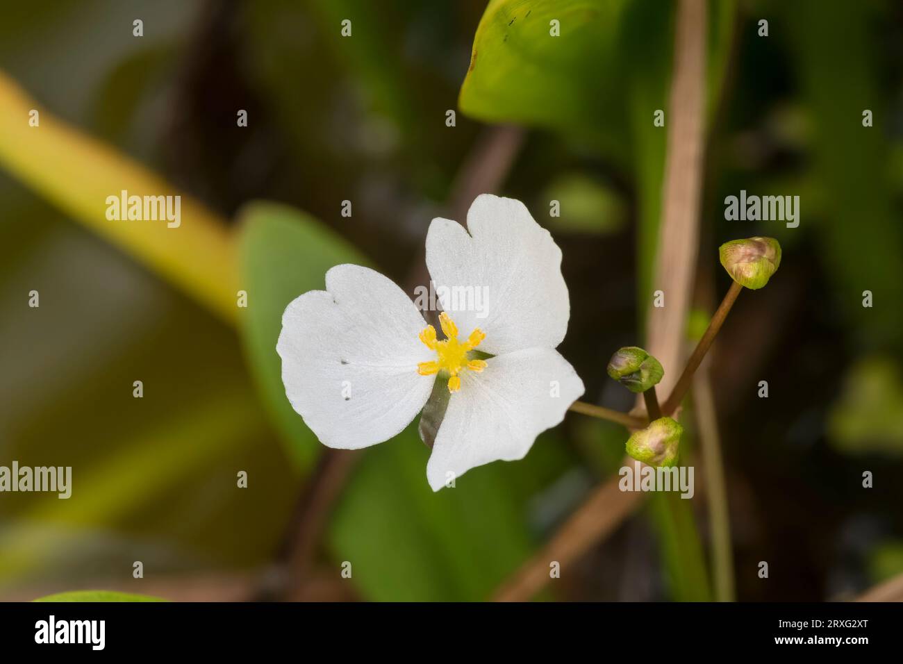 Flower of aquatic plant arrowhead, Sagittaria graminea Stock Photo - Alamy