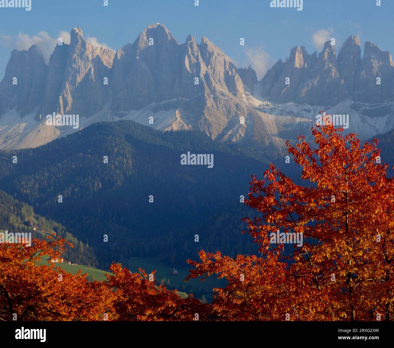 Autumn cherry trees in the Villnoesstal, i. H. the Geisler peaks and ...