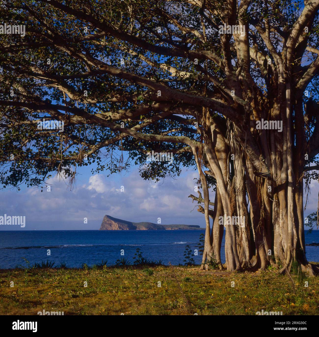 Multipliant hi-res stock photography and images - Alamy
