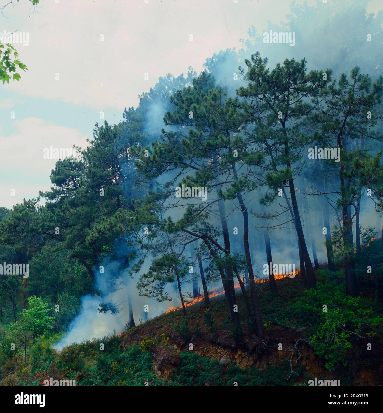 Forest fire in the west of Madeira, which is common here, Madeira ...
