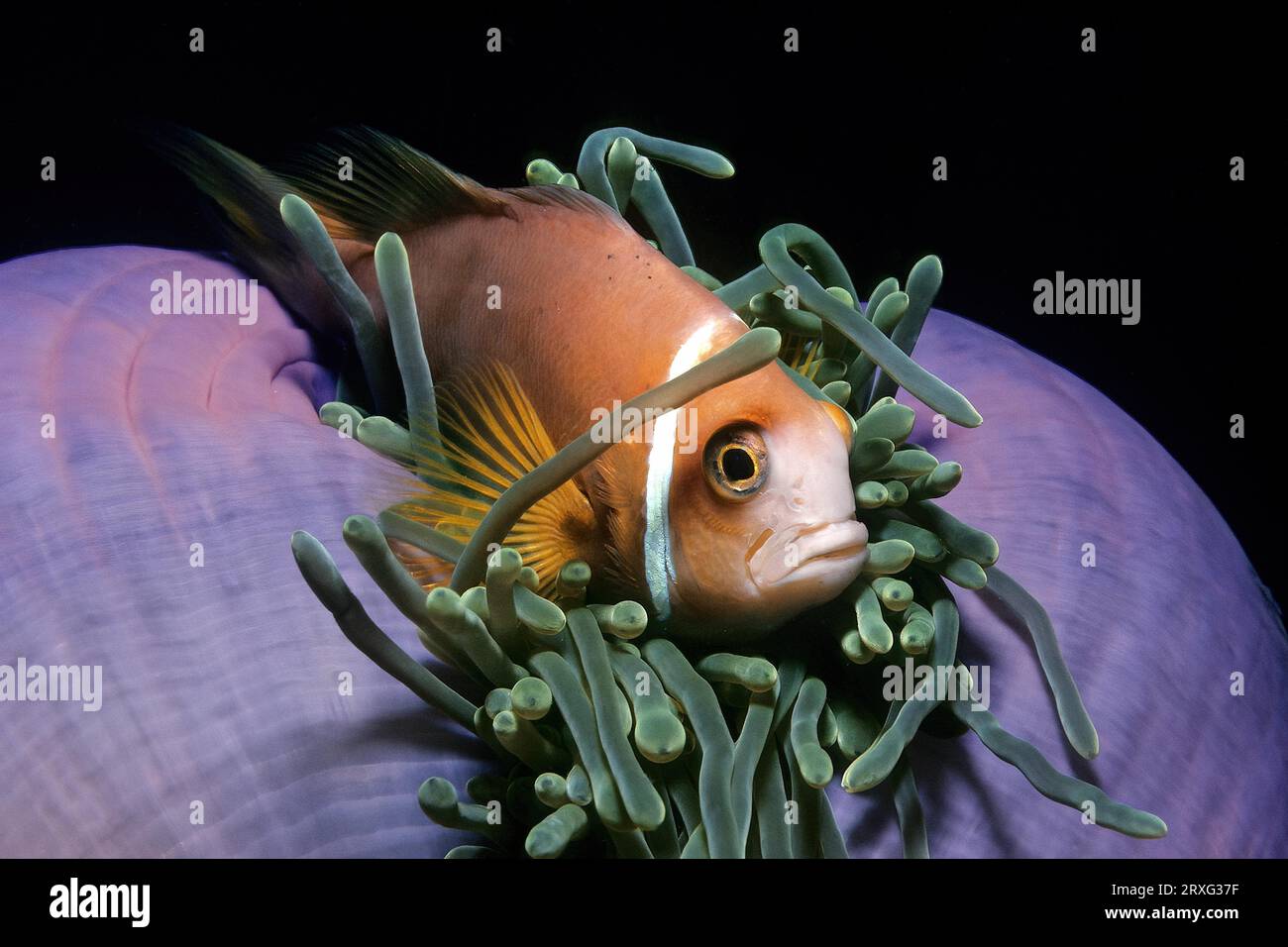 Close-up of maldive anemonefish (Amphiprion nigripes) hiding in cover ...