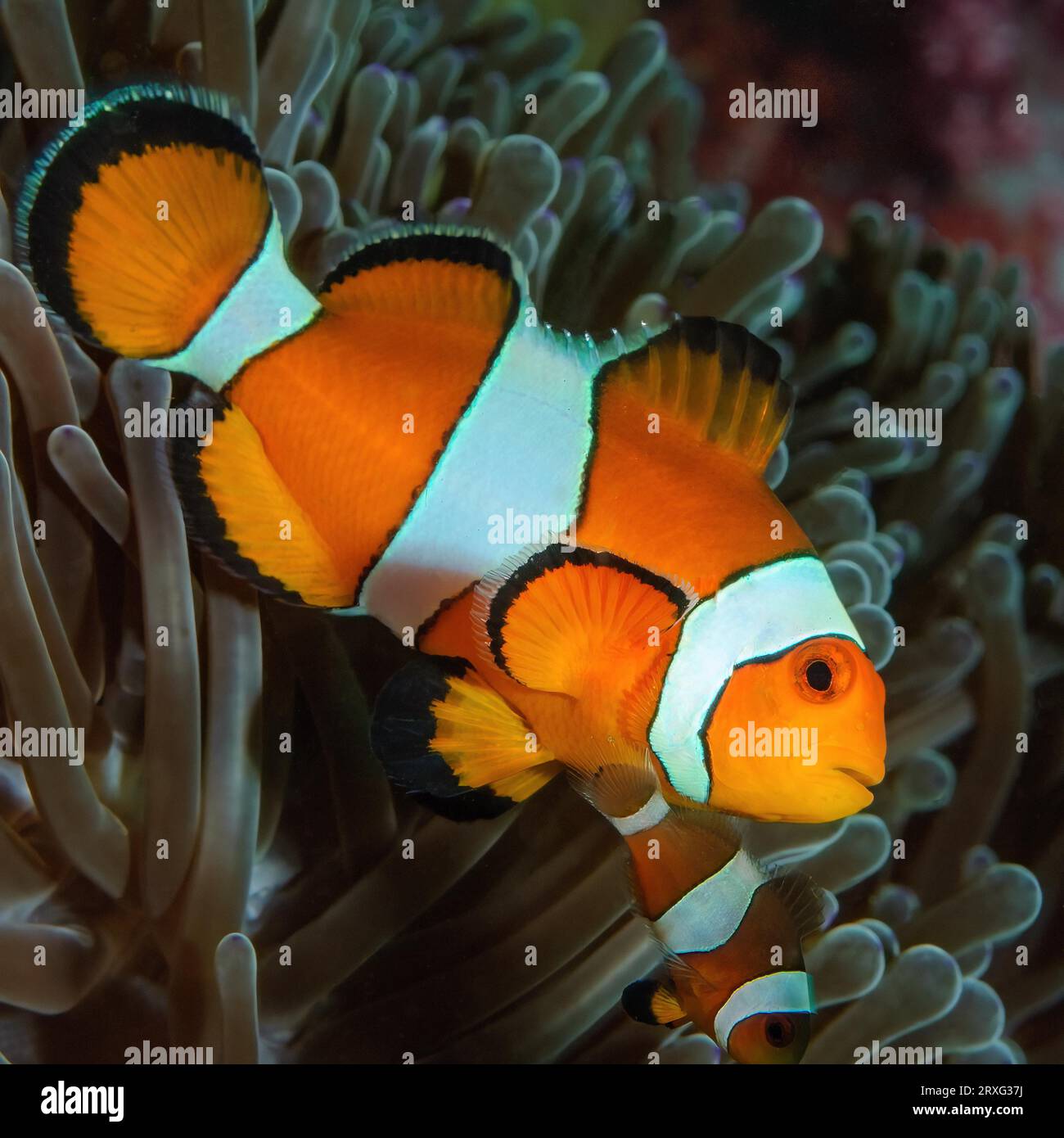 Close-up of anemonefish ocellaris clownfish (Amphiprion ocellaris) Nemo ...