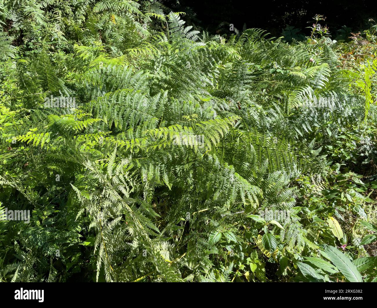 Dense growing ferns of different hi-res stock photography and images ...