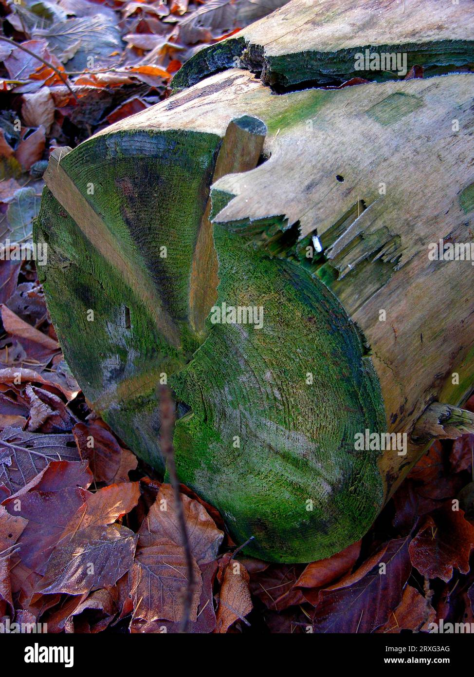 Old log with foliage, green algae on the log Stock Photo - Alamy