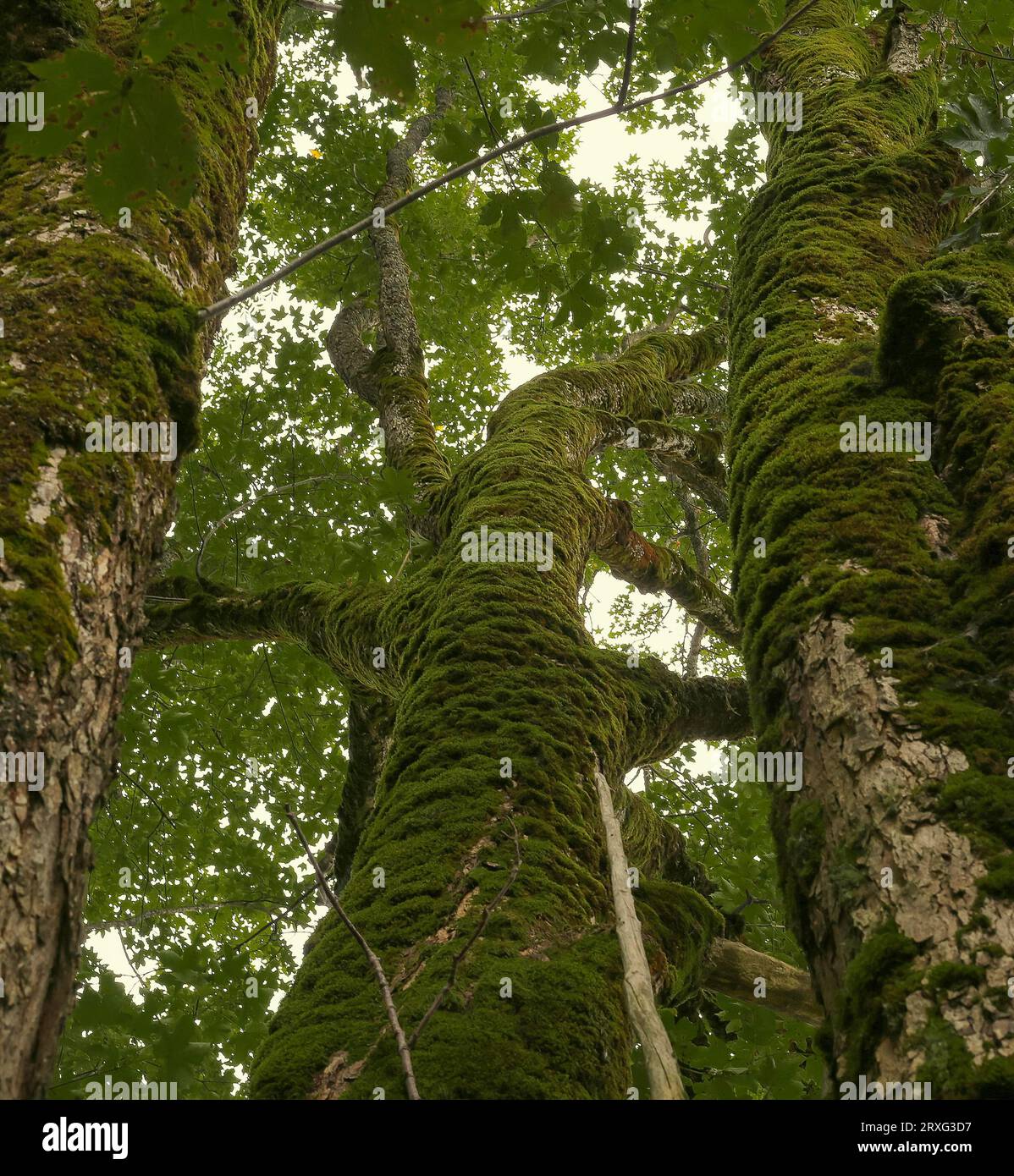Forest, Trees, Moss, Birch, Conifer, Deciduous, nature Stock Photo - Alamy