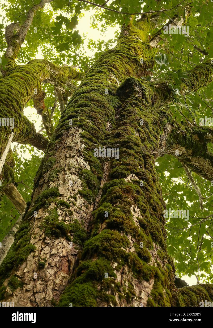Conifer and birch hi-res stock photography and images - Alamy
