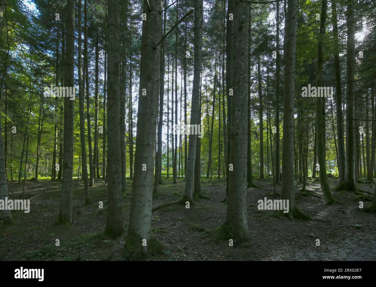 Forest, Trees, Moss, Birch, Conifer, Deciduous, nature Stock Photo - Alamy