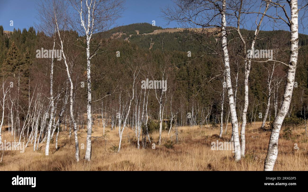 Forest, Trees, Moss, Birch, Conifer, Deciduous, nature Stock Photo - Alamy