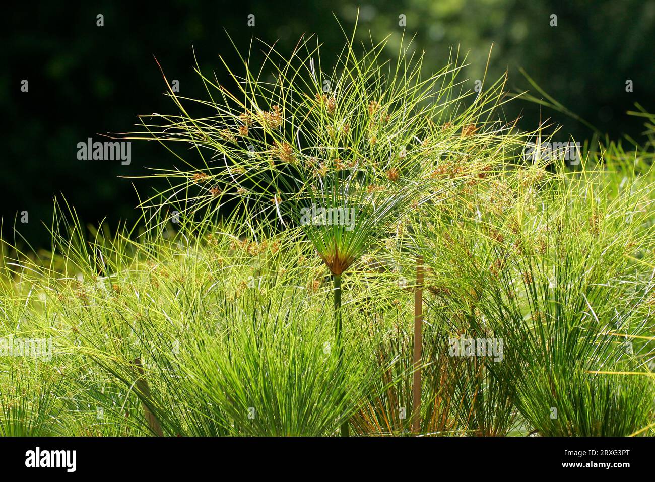 Egyptian paper plant (Cyperus papyrus Stock Photo - Alamy