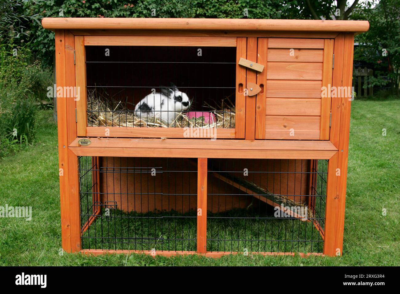 Domestic rabbit, young animal in rabbit hutch Stock Photo - Alamy