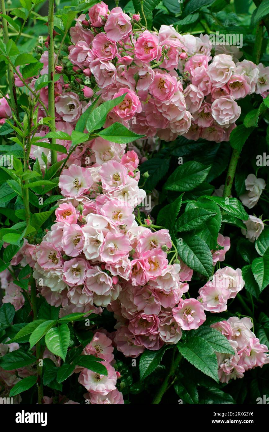 American climbing rose hi-res stock photography and images - Alamy