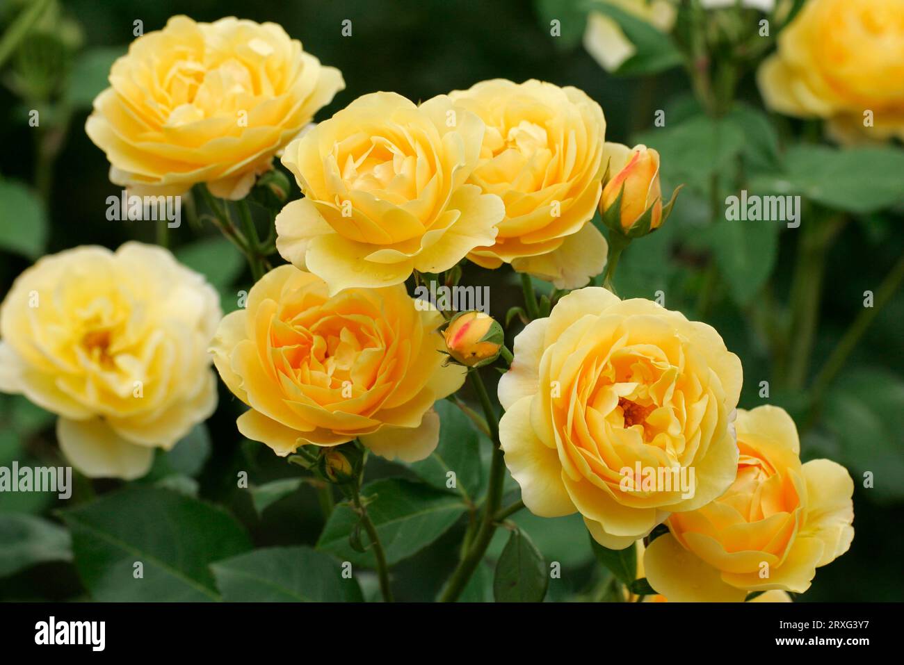 Climbing Rose 'Graham shrub rose (Rosa Stock Photo - Alamy