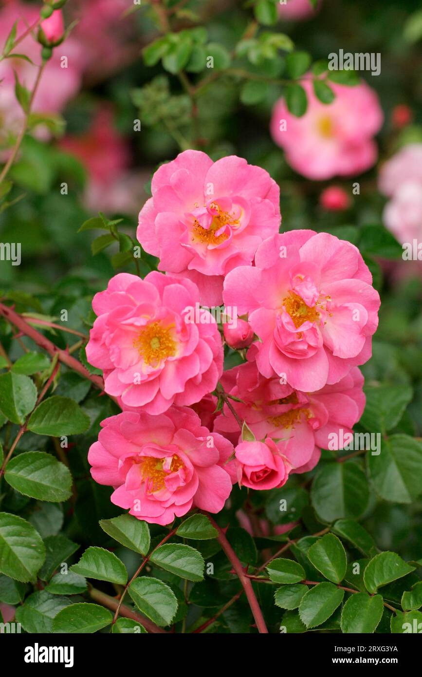 Rose shrub rose (Rosa Stock Photo - Alamy