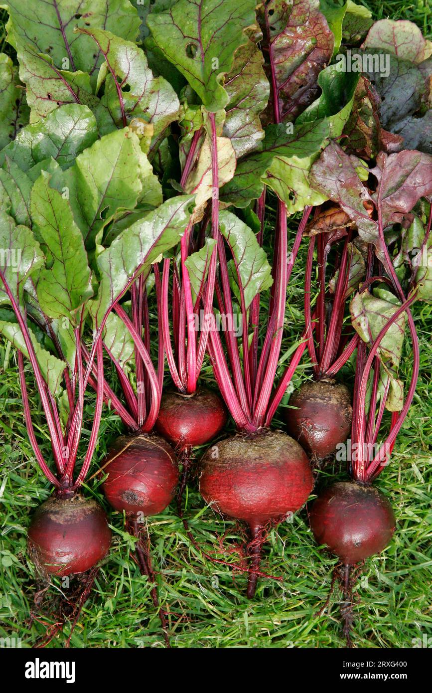 Beetroot (Beta vulgaris vulgaris), roots, tubers Stock Photo - Alamy