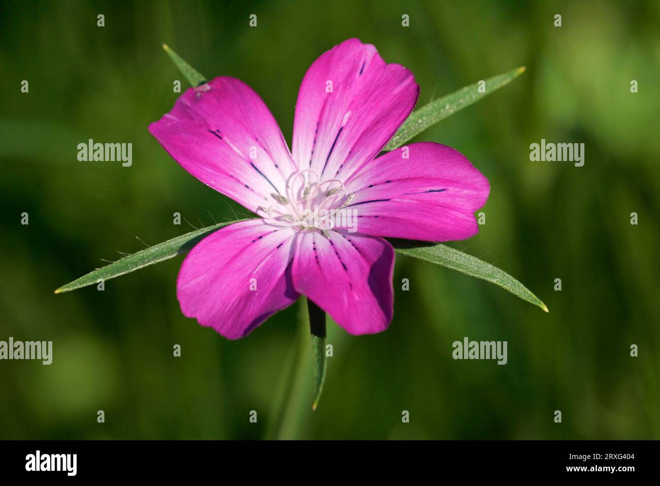 Corn cockle flower hi-res stock photography and images - Alamy