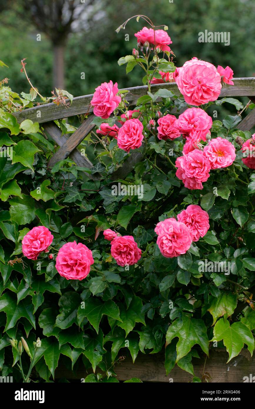 Ivy privacy fence hi-res stock photography and images - Alamy