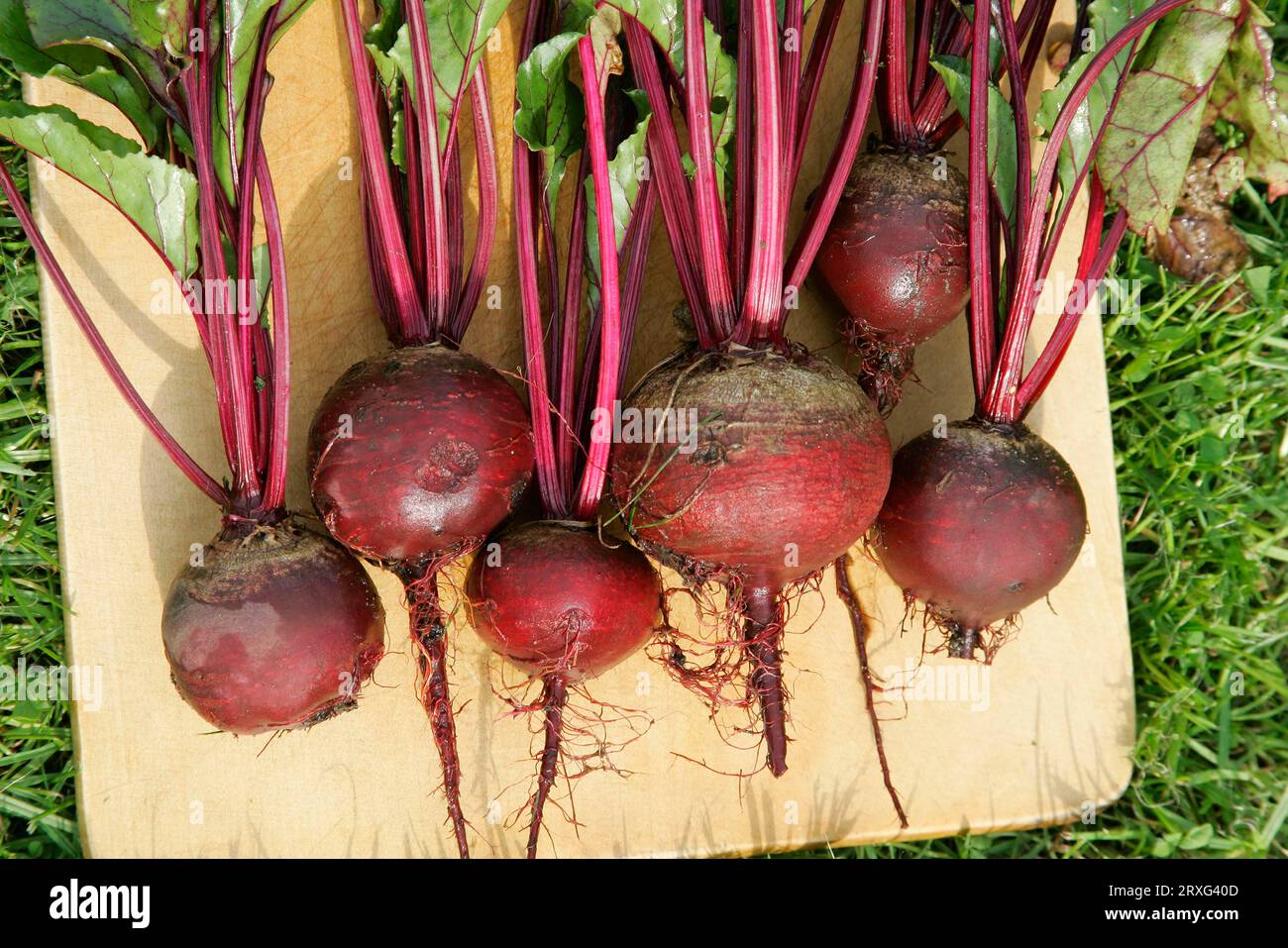 Beetroot (Beta vulgaris vulgaris), roots, tubers Stock Photo - Alamy