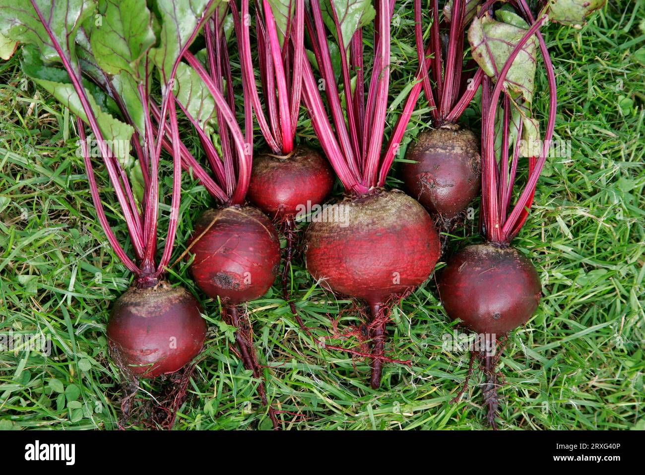 Beetroot (Beta vulgaris vulgaris), roots, tubers Stock Photo - Alamy
