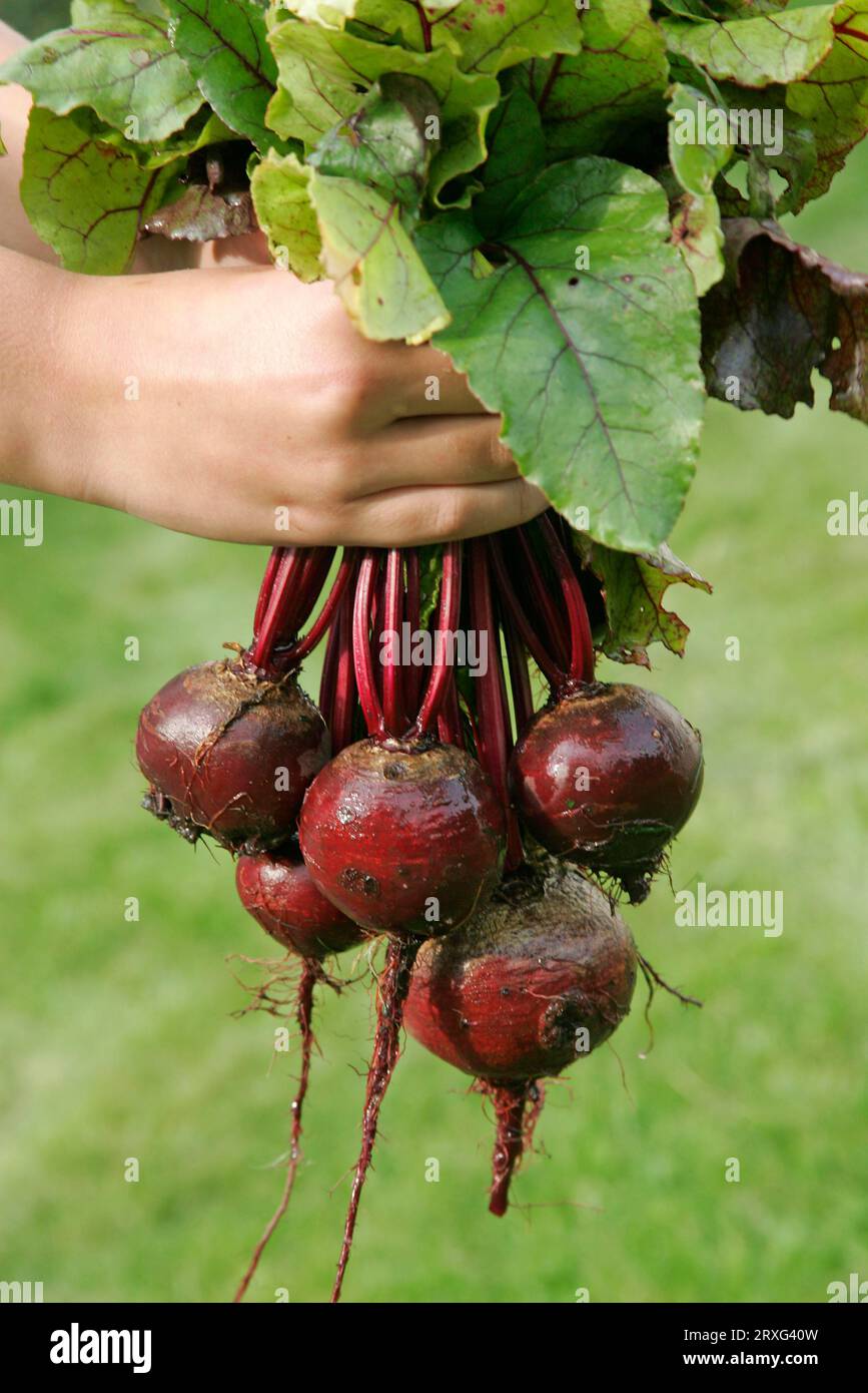 Beetroot (Beta vulgaris vulgaris), roots, tubers Stock Photo - Alamy
