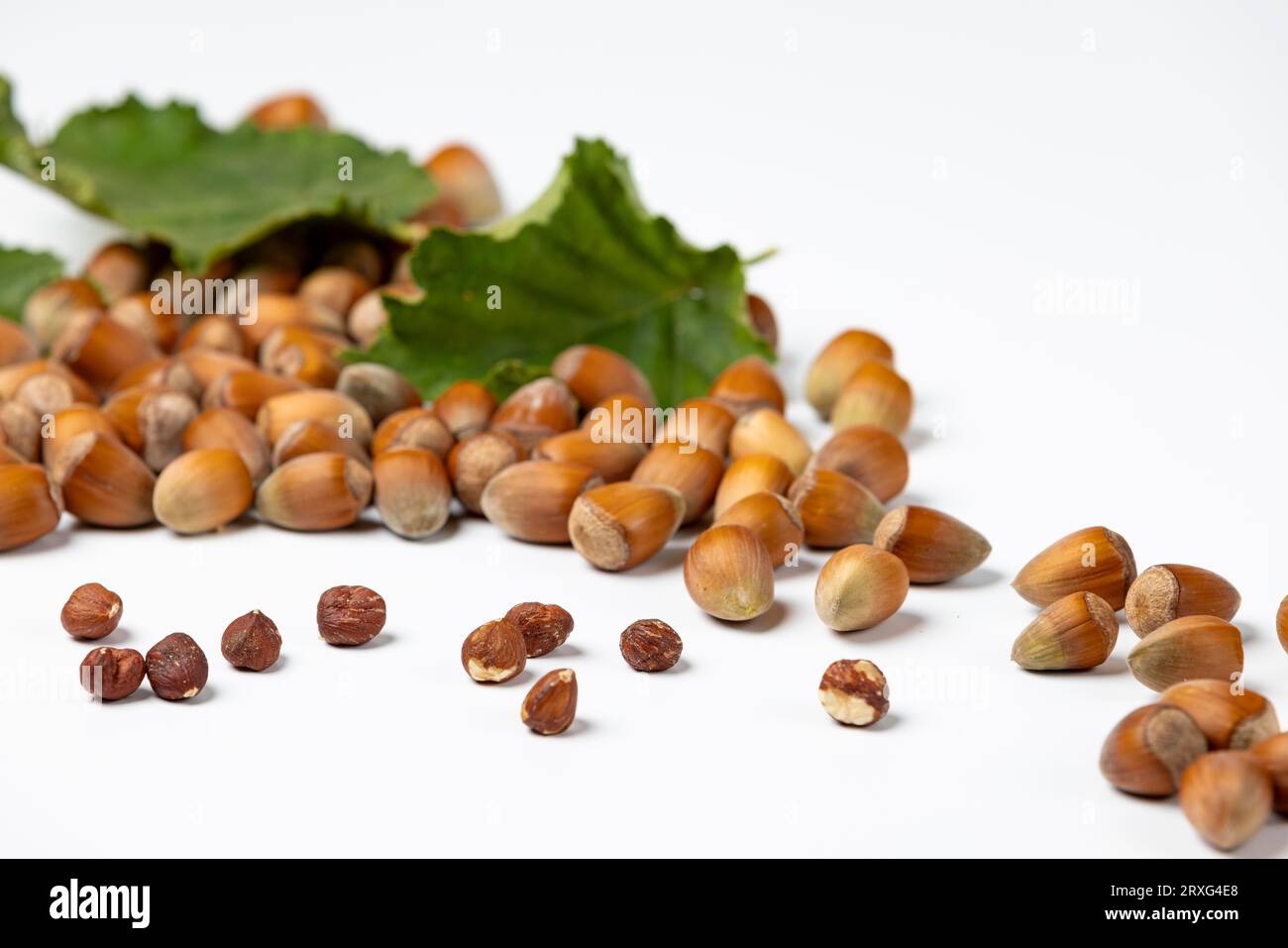 Hazelnuts in and without shell and hazelnut bush leaves, white ...