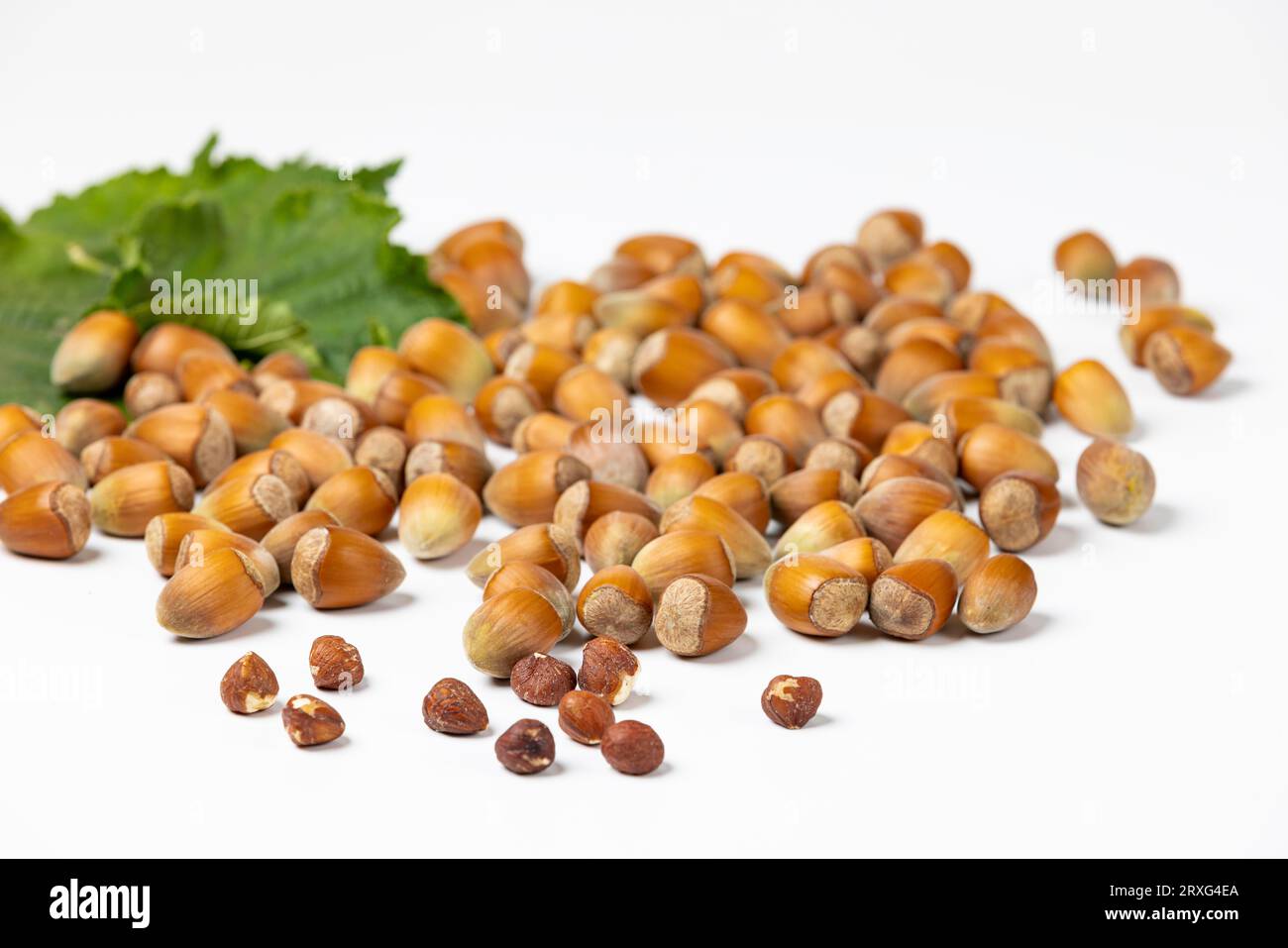 Hazel colored hi-res stock photography and images - Alamy