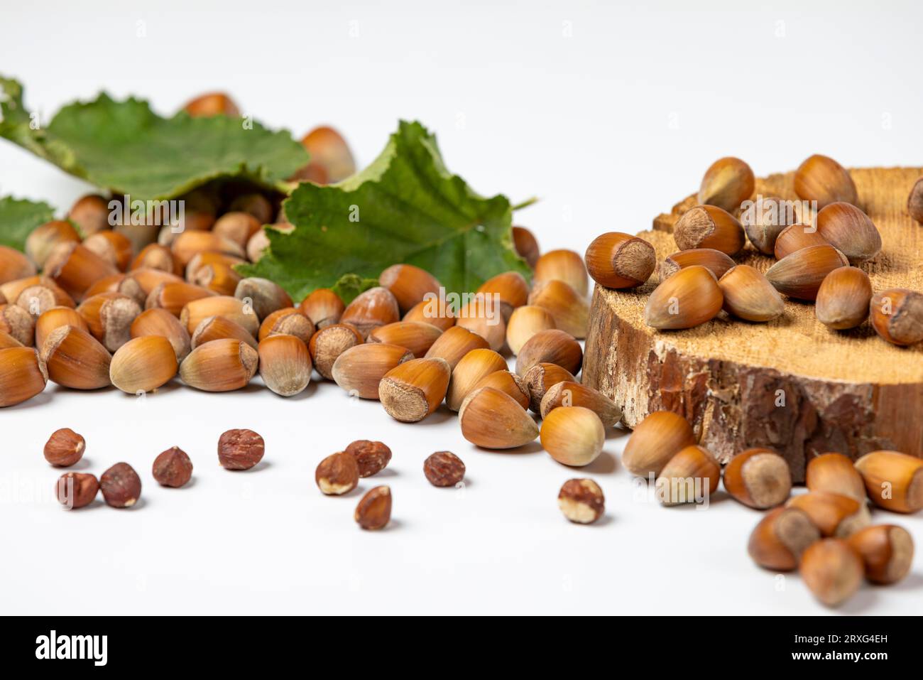 Hazelnuts in and without shell and hazelnut bush leaves, white ...