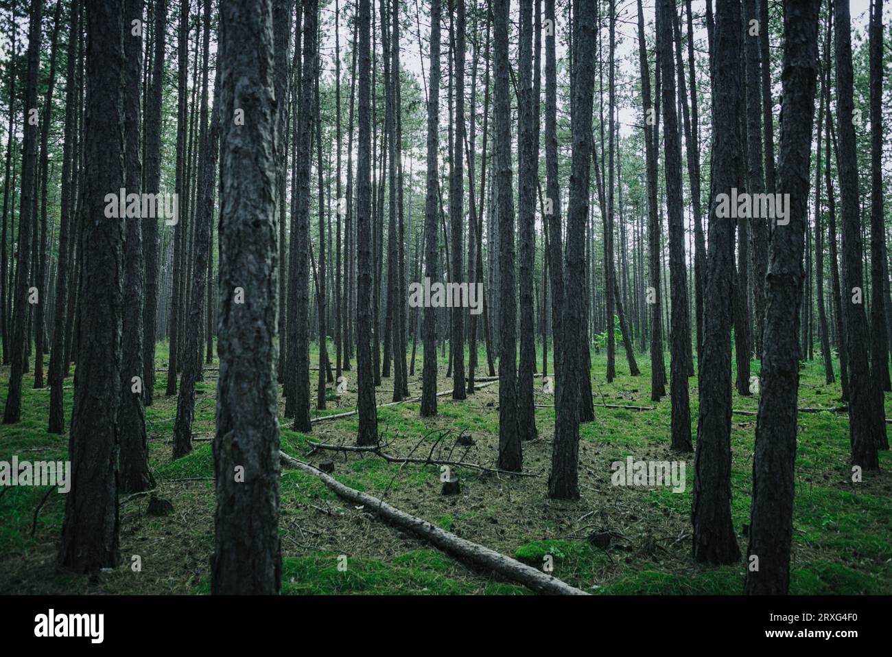 Gloomy forest hi-res stock photography and images - Alamy