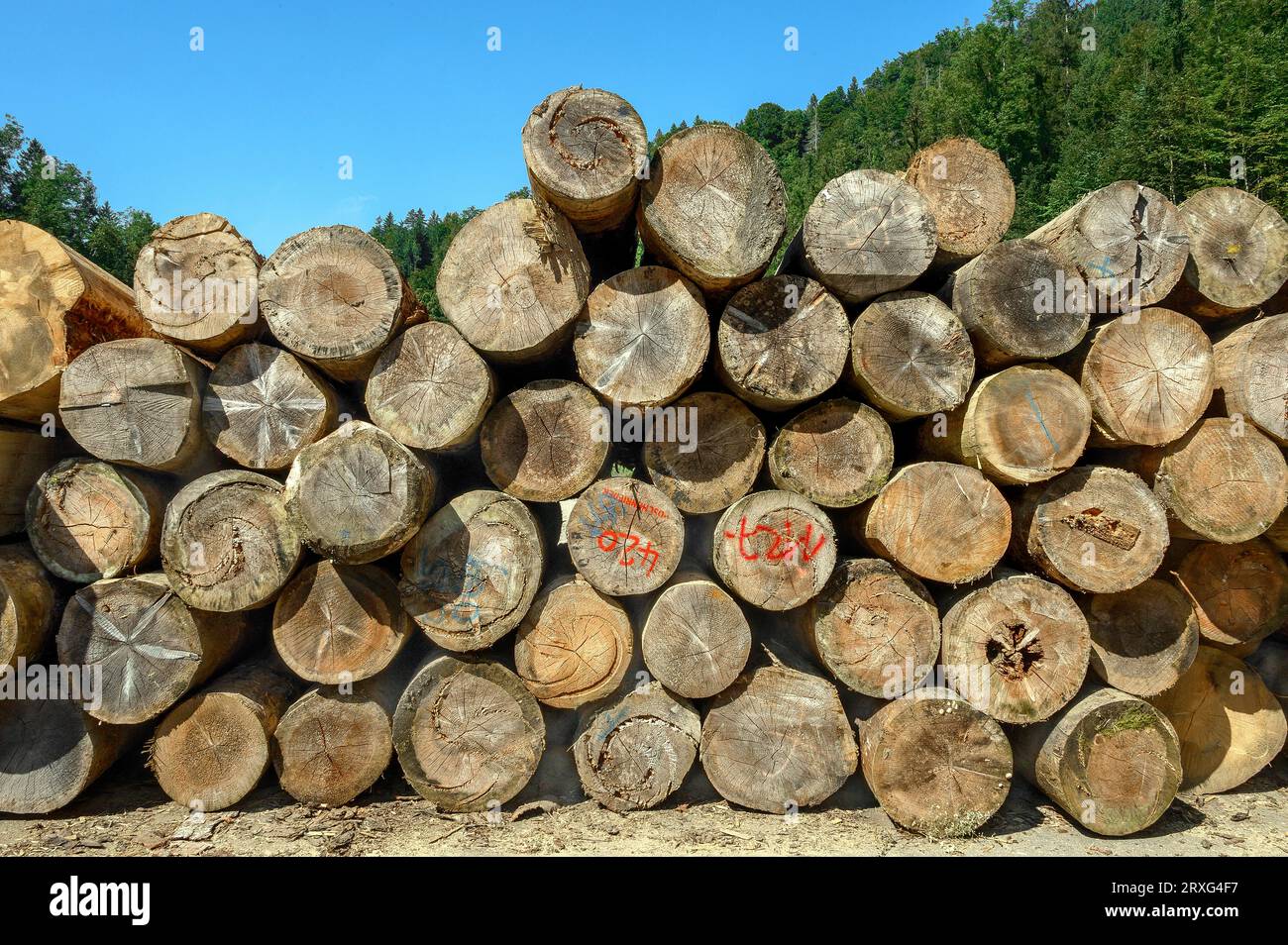 Stacked Baom logs in a sawmill, Allgaeu, Bavaria, Germany Stock Photo ...