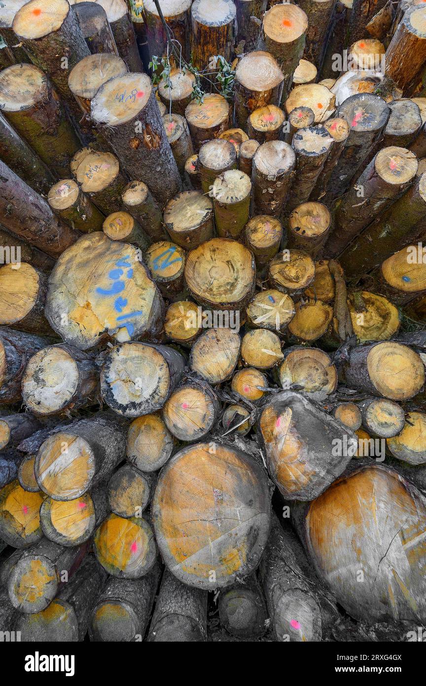 Stacked Baom logs in a sawmill, Allgaeu, Bavaria, Germany Stock Photo ...