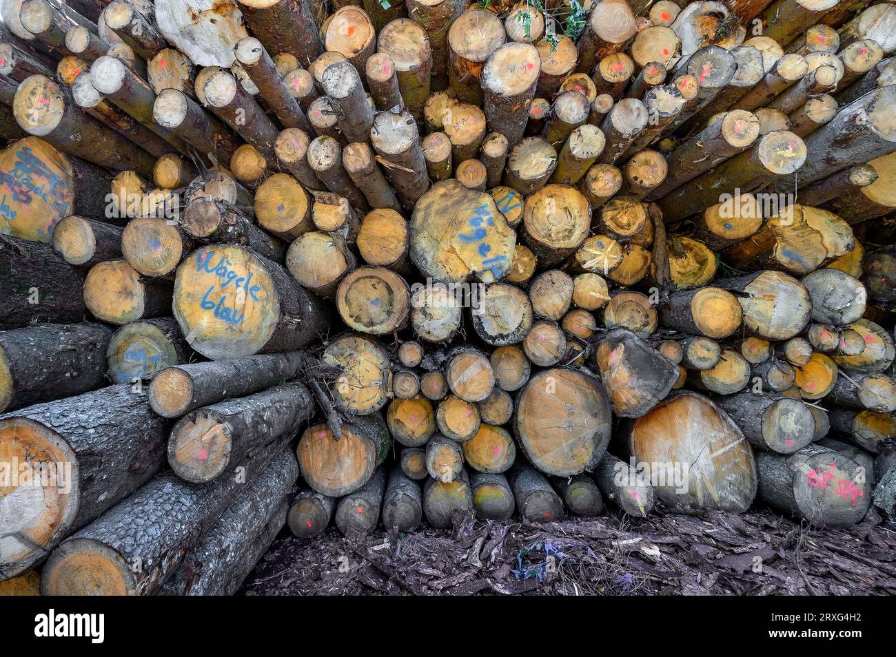 Stacked Baom logs in a sawmill, Allgaeu, Bavaria, Germany Stock Photo ...