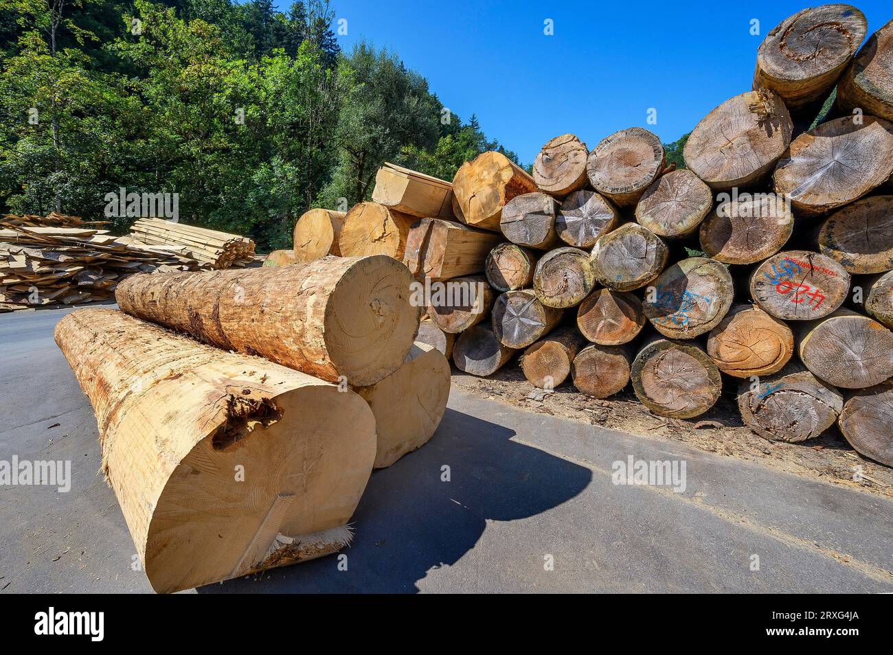 Stacked and debarked Baom logs in a sawmill, Allgaeu, Bavaria, Germany ...