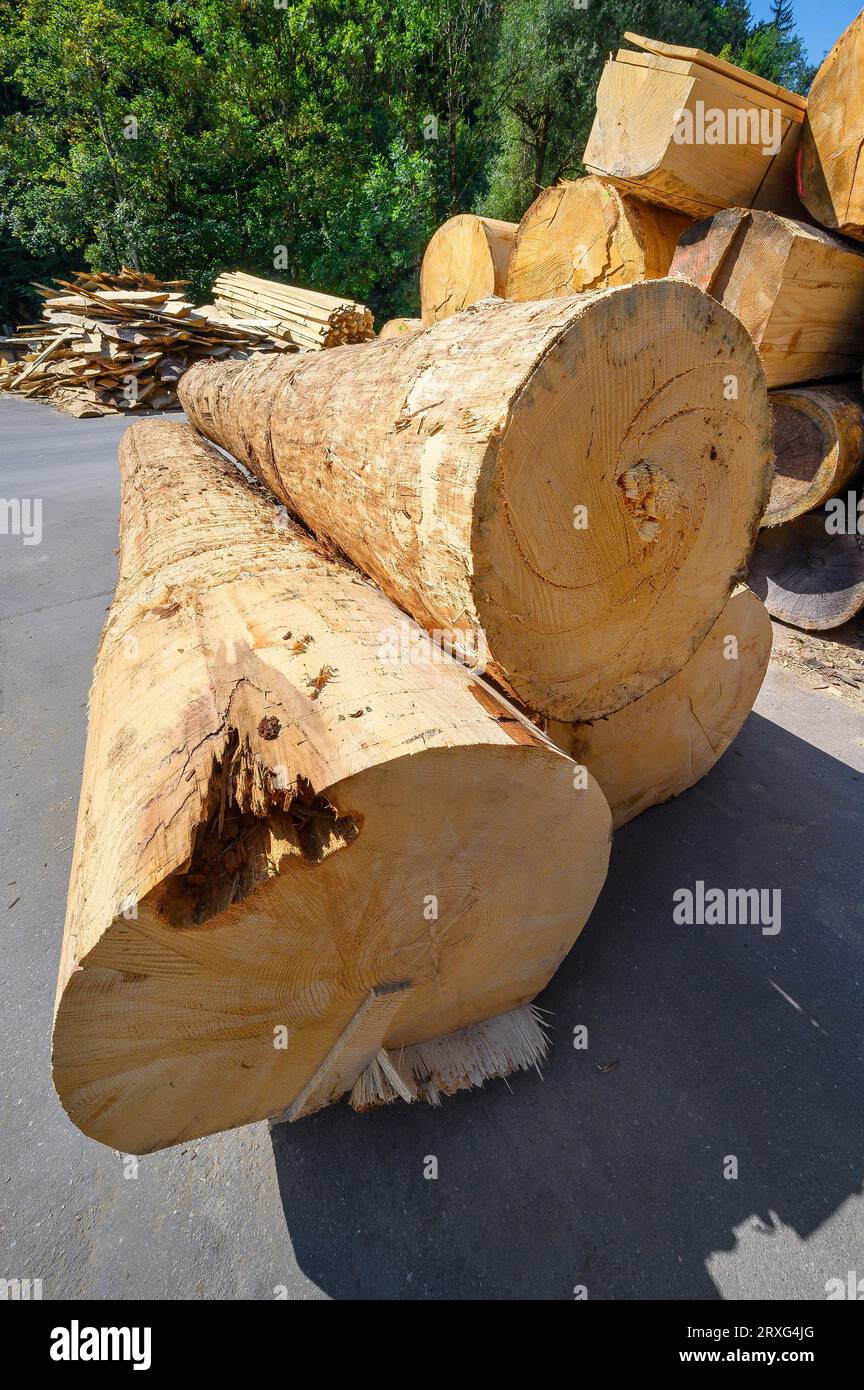 Stacked and debarked Baom logs in a sawmill, Allgaeu, Bavaria, Germany ...