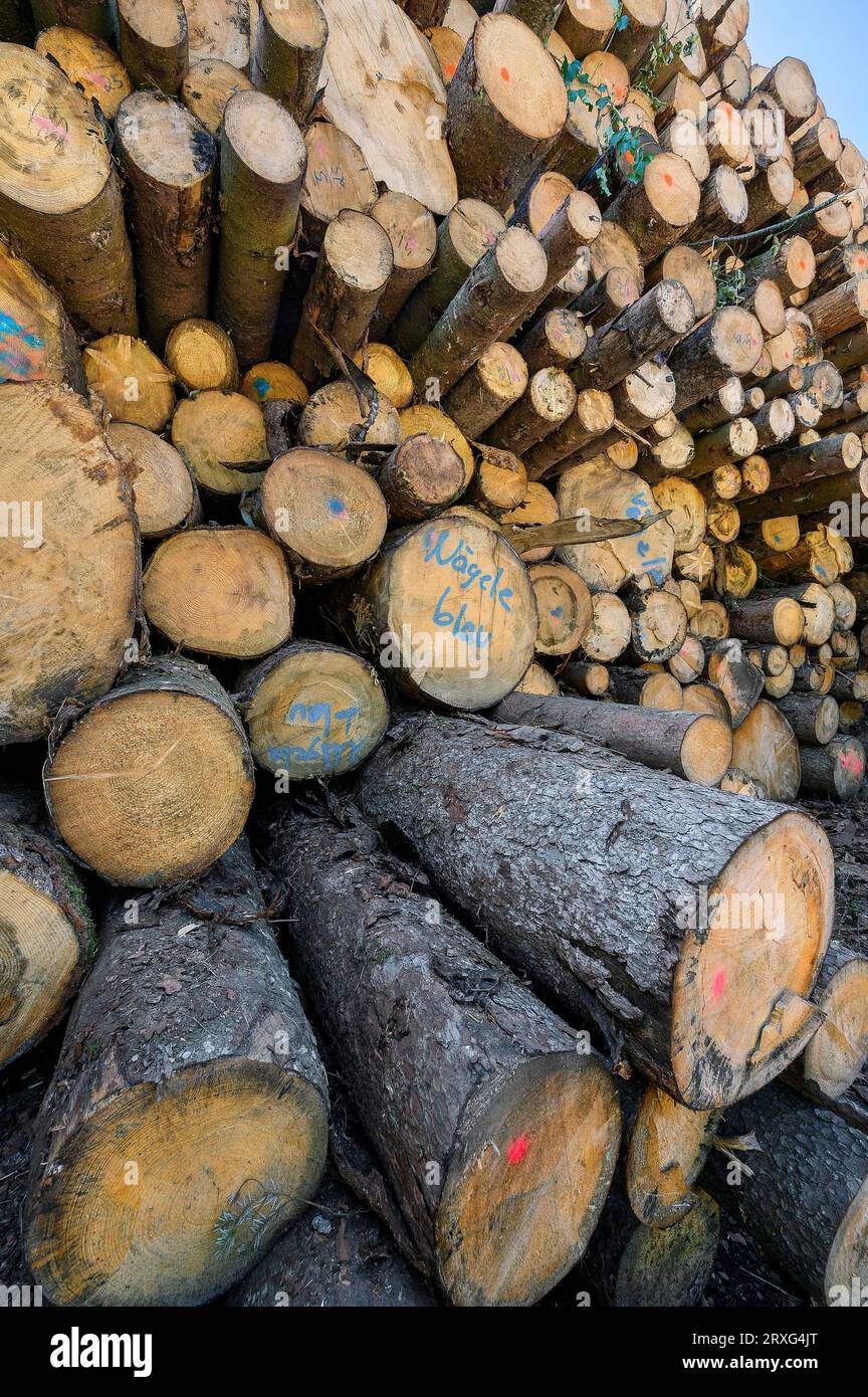 Stacked Baom logs in a sawmill, Allgaeu, Bavaria, Germany Stock Photo ...