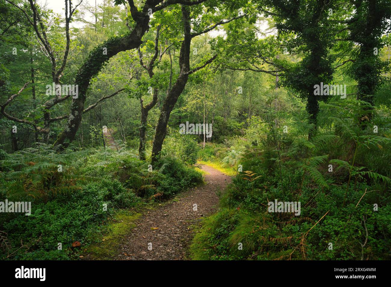 Forest trail leads through a native and species-rich mixed forest ...