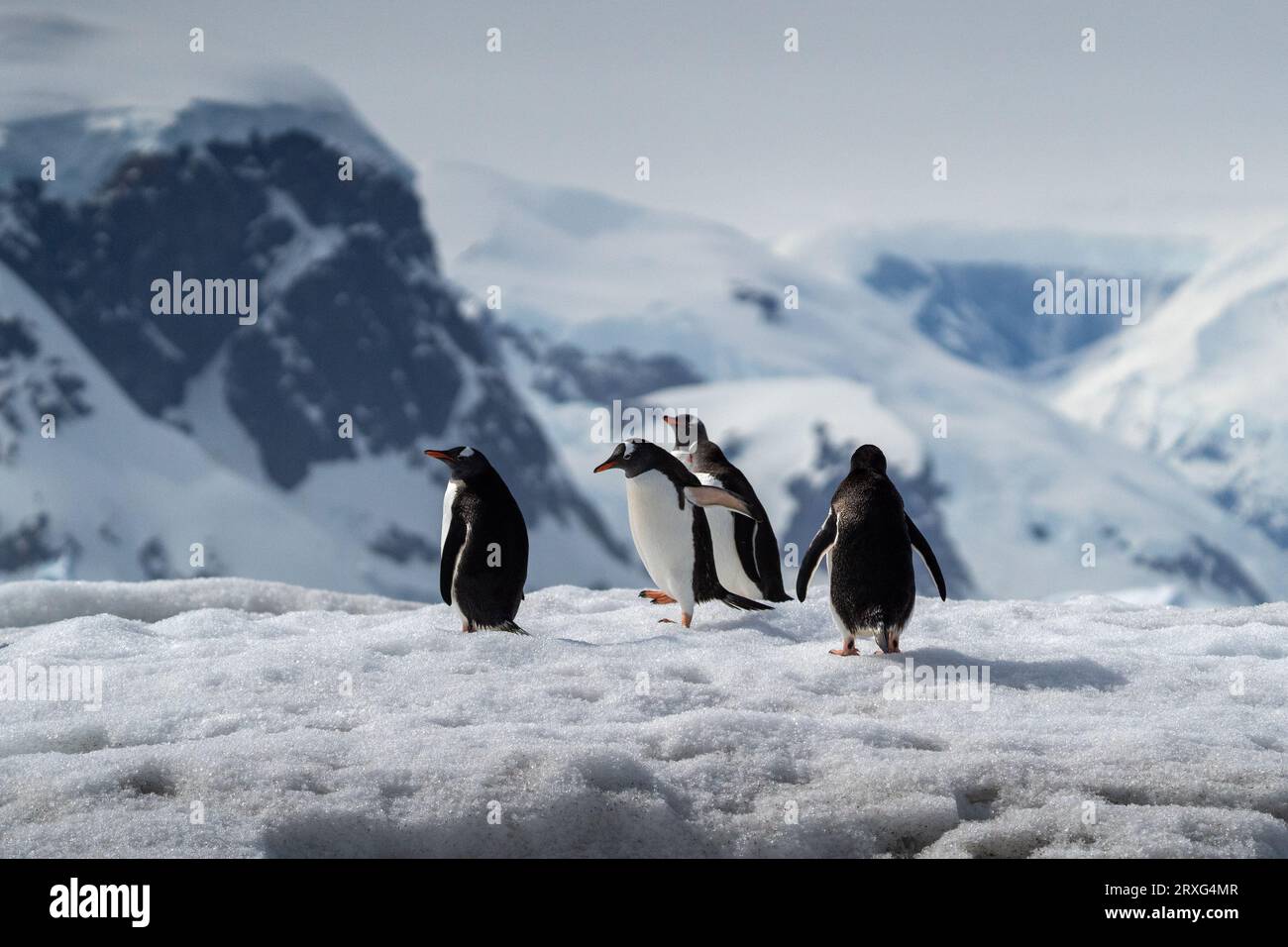 Gentoo penguins, native to Antarctica, captivating creatures. charming ...