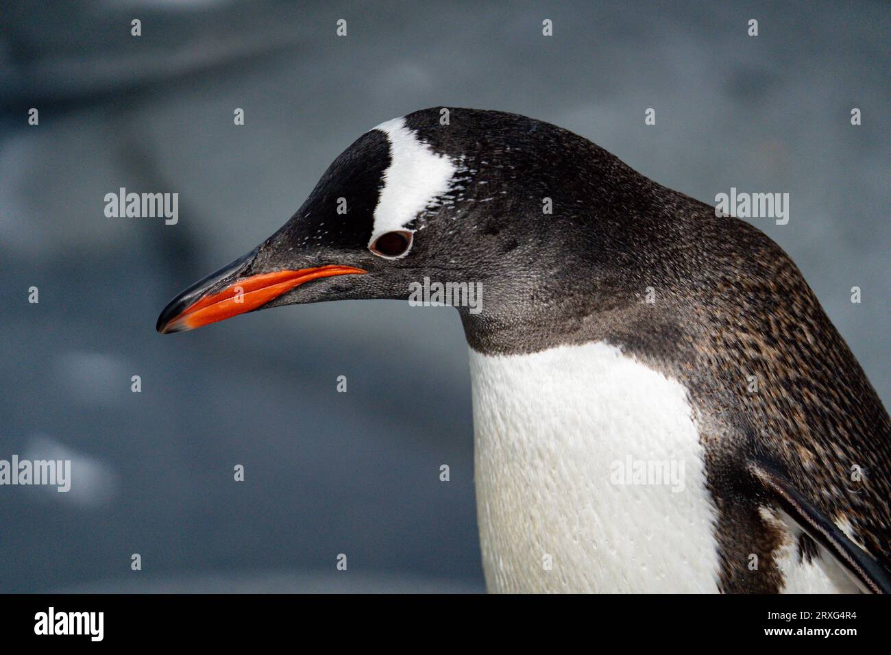 Gentoo penguins, native to Antarctica, captivating creatures. charming ...