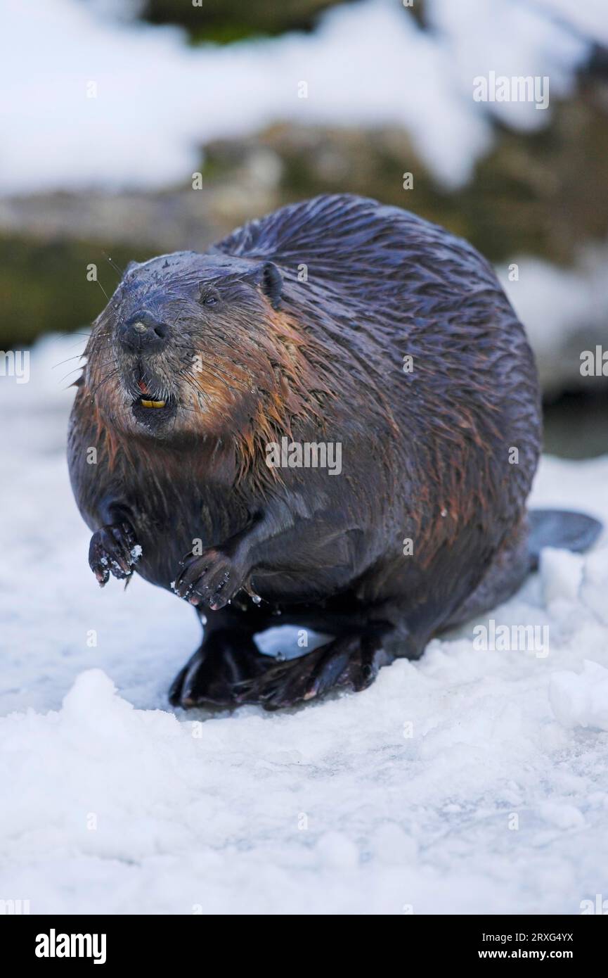 Beaver, American north american beaver (Castor canadensis Stock Photo ...