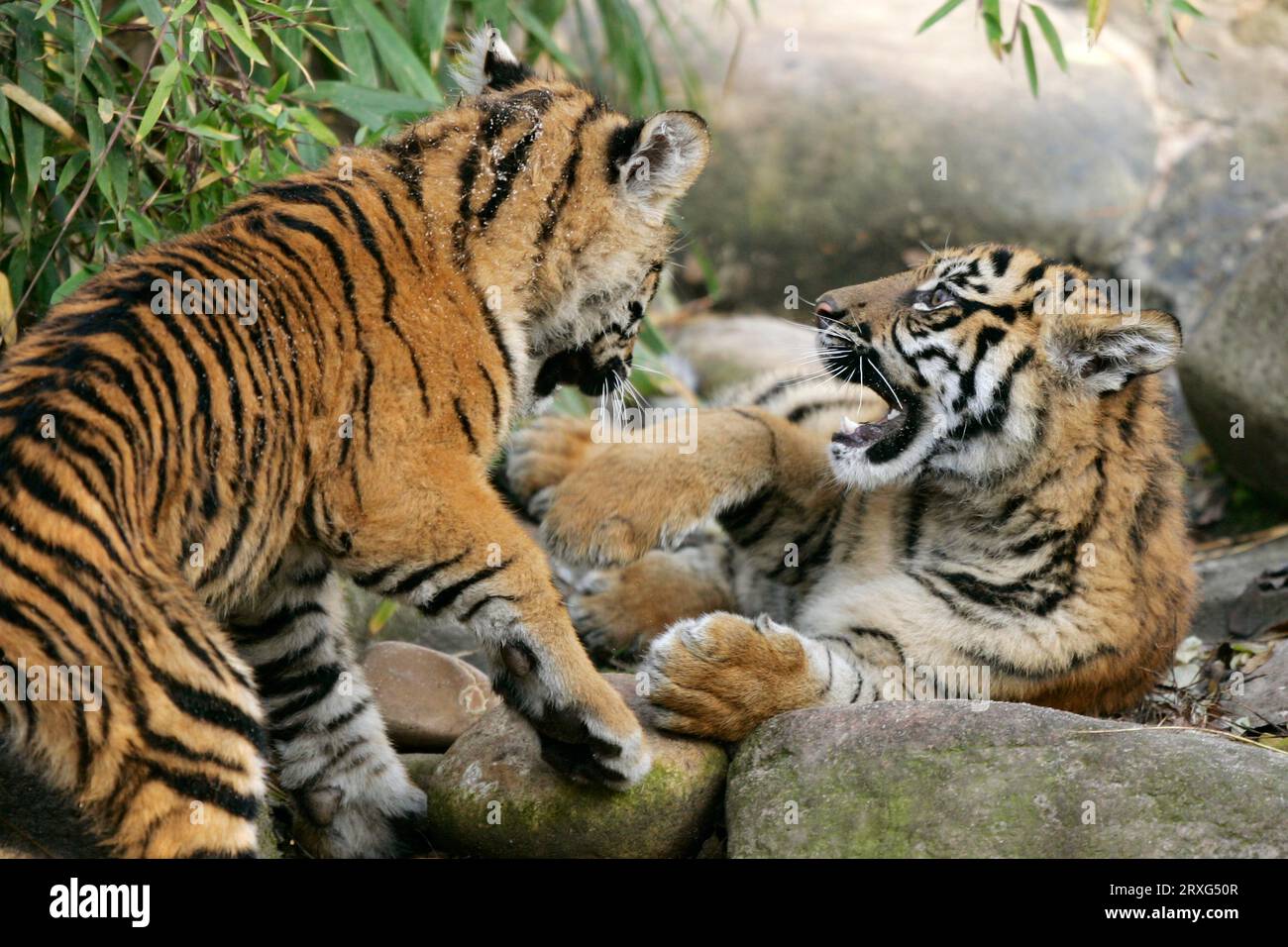 Sumatran Tiger (Panthera tigris sumatrae), Captive, Germany, Young ...