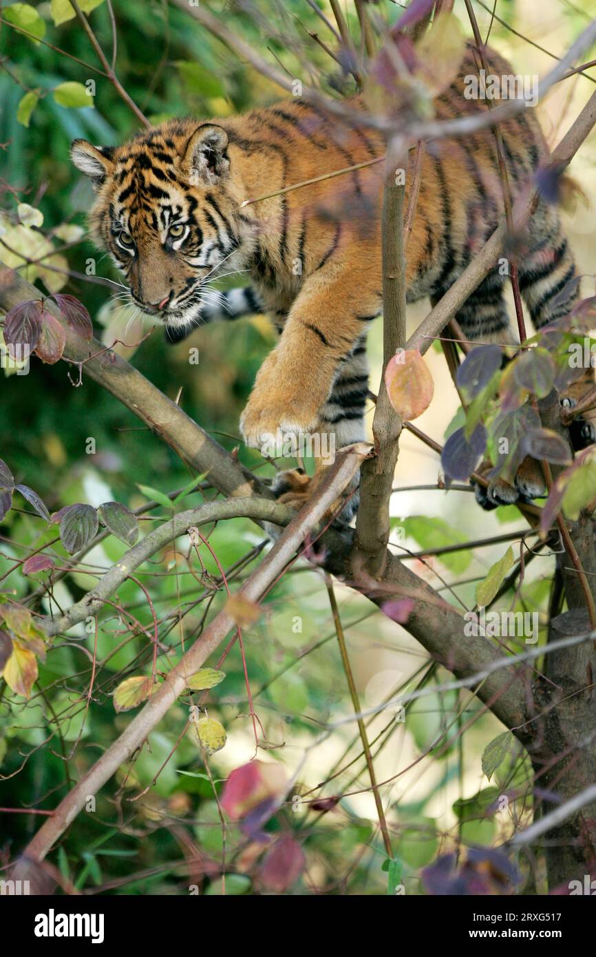 Sumatran Tiger (Panthera tigris sumatrae), Captive, Germany, Young ...