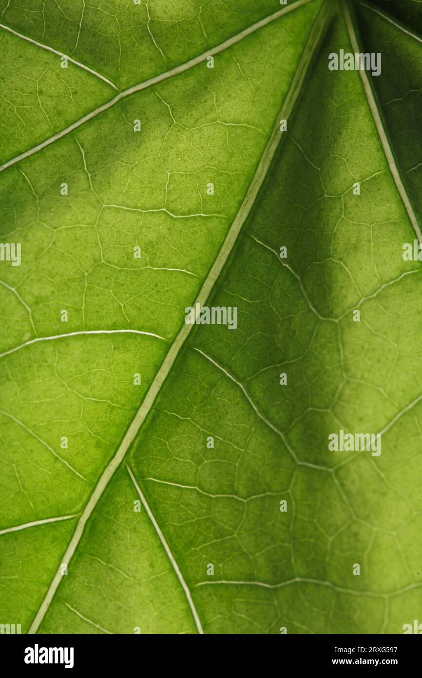 Plant vein detail hi-res stock photography and images - Alamy