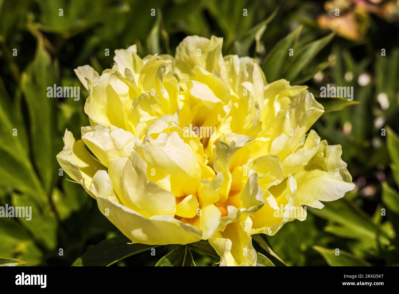 Large golden yellow flower of a tree peony Stock Photo - Alamy