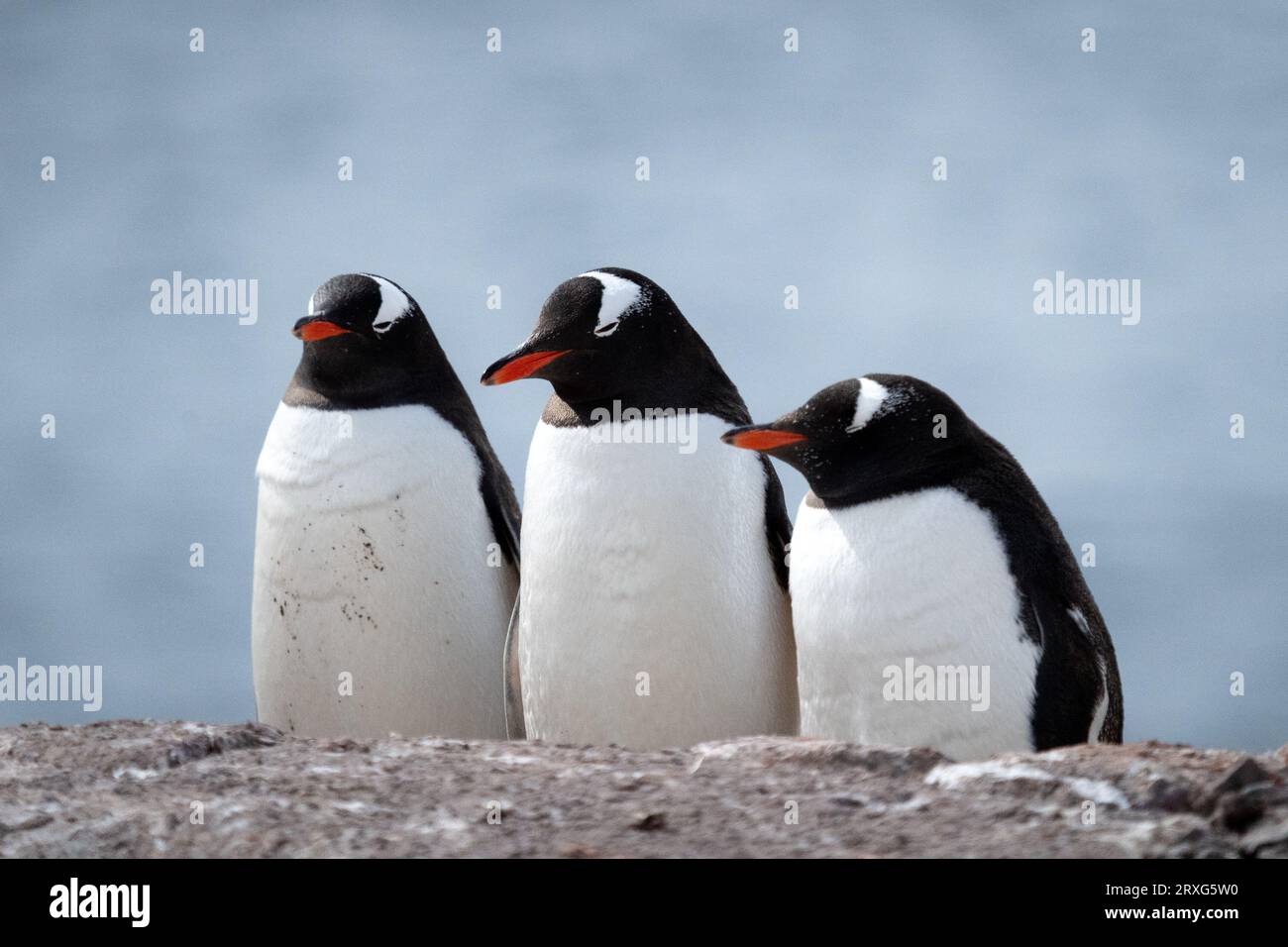 Gentoo penguins, native to Antarctica, captivating creatures. charming ...