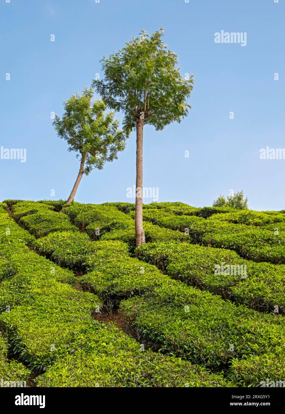 Tea plantation with two trees, Munnar, Kerala, India Stock Photo - Alamy