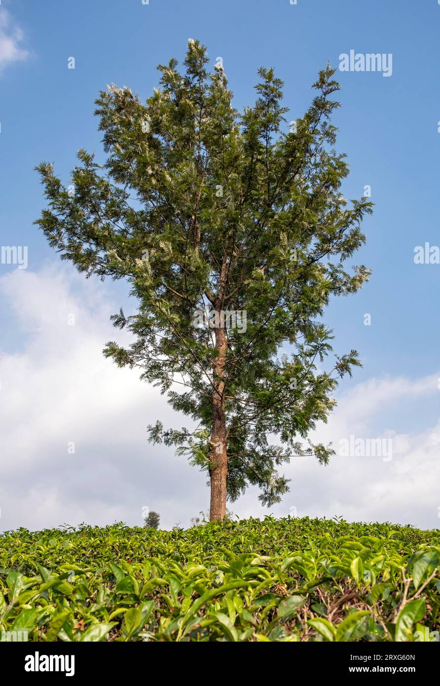 Lone tree tea plantation hi-res stock photography and images - Alamy