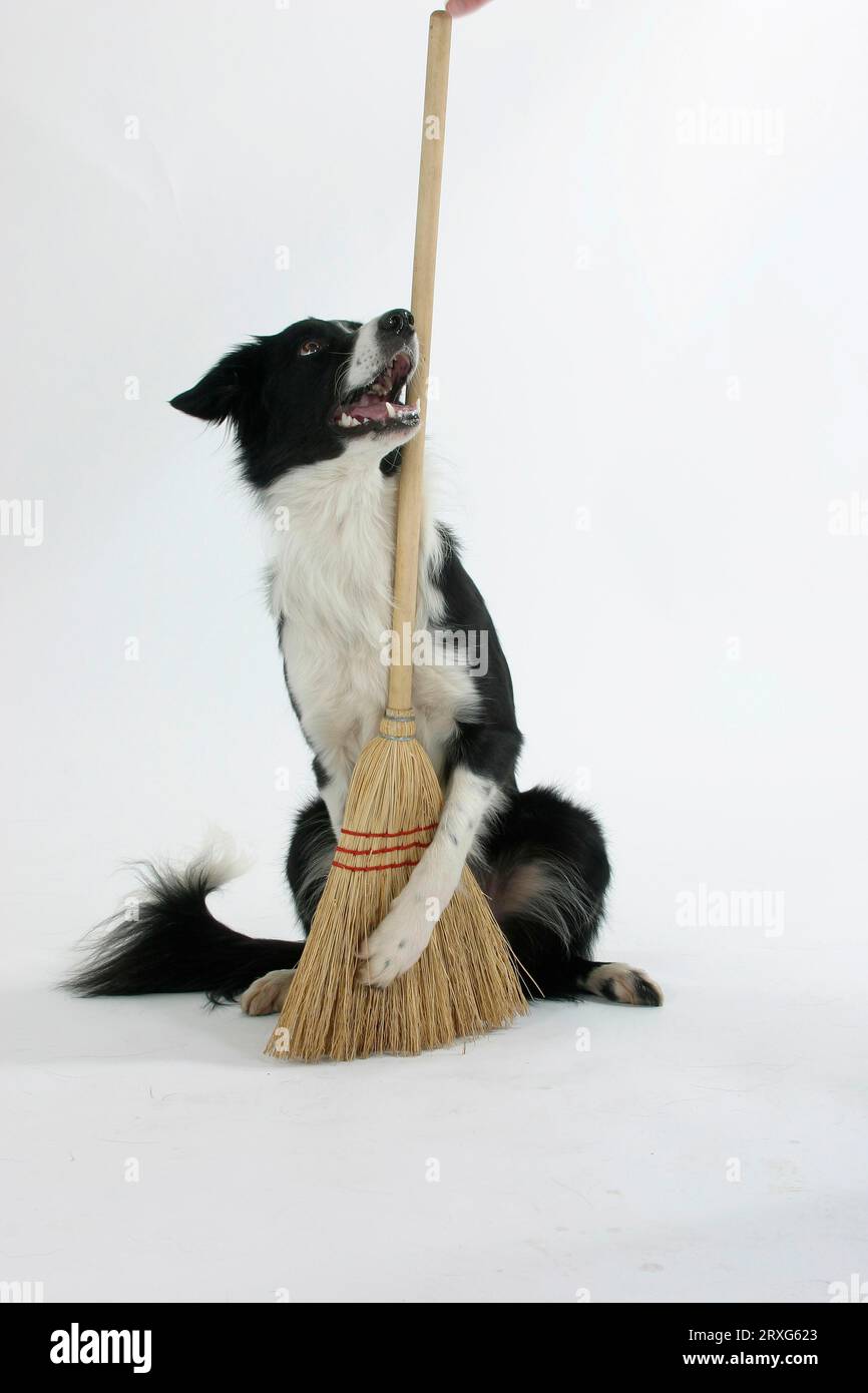 Border collie with broom Stock Photo - Alamy