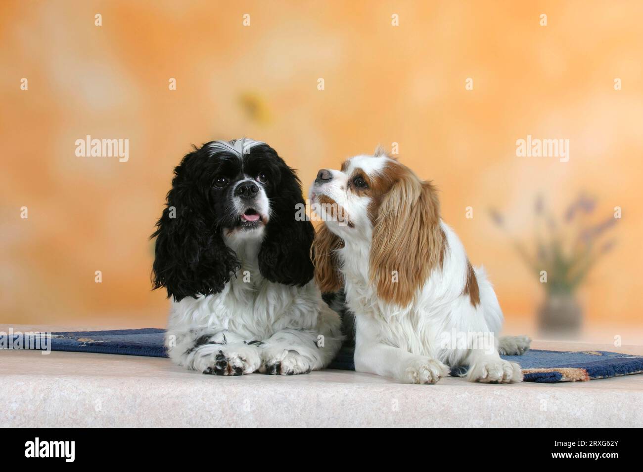 American Cocker Spaniel and Cavalier King Charles Spaniel, Blenheim ...