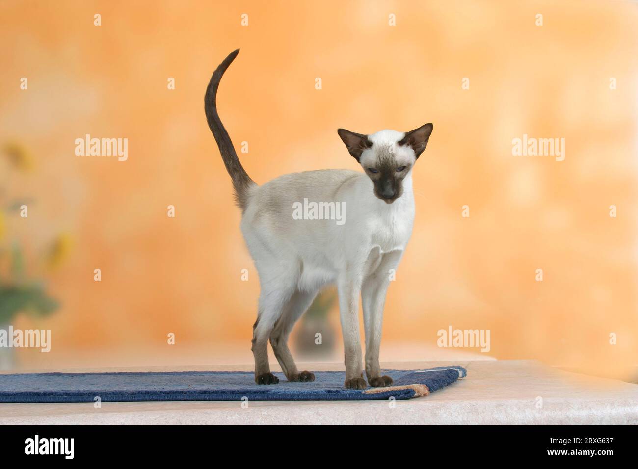 Chocolate point siamese cat hi-res stock photography and images - Alamy